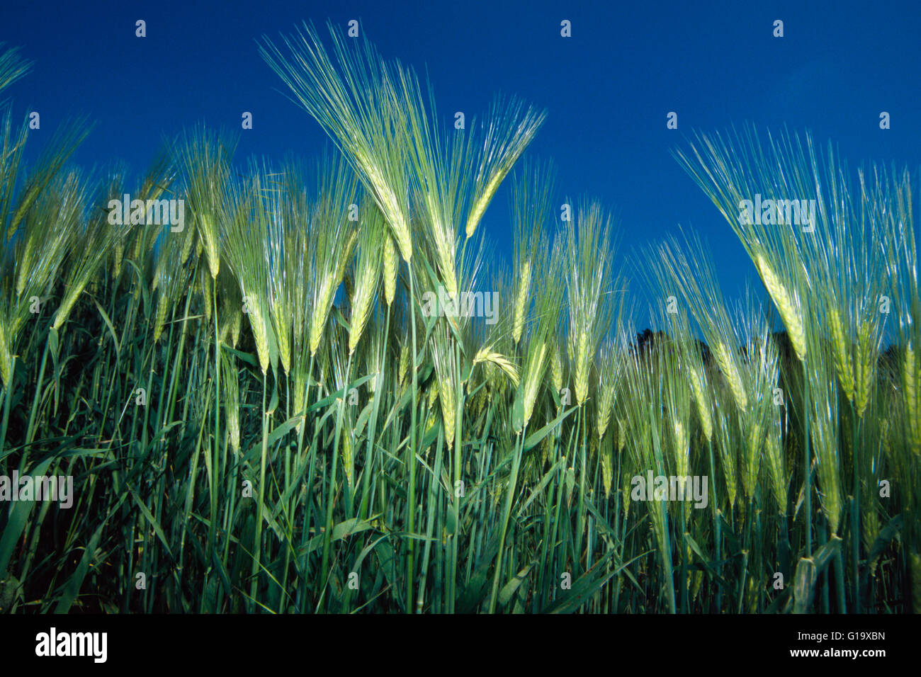 Italy wheat ear hi-res stock photography and images - Alamy