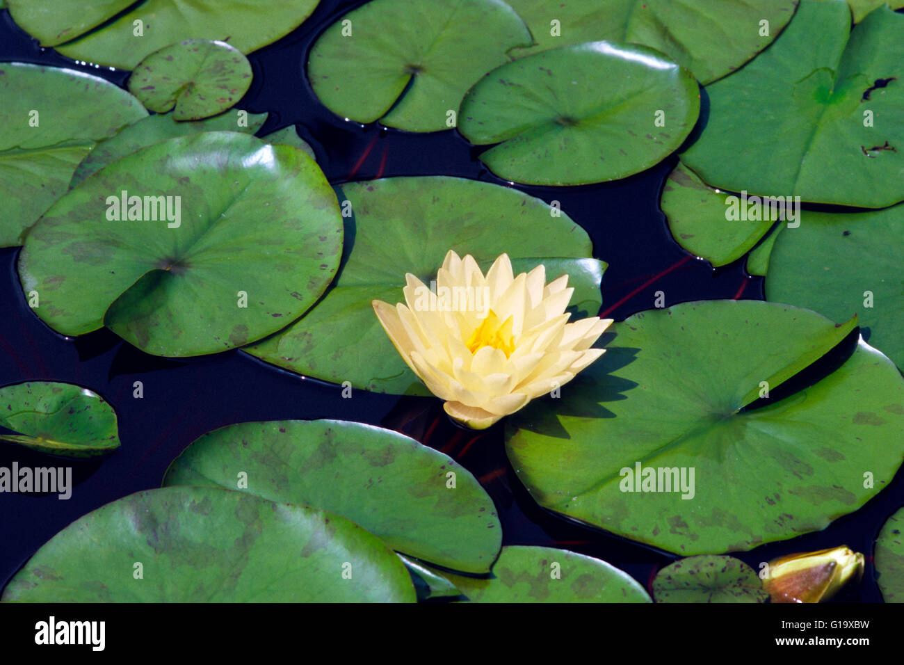 Yellow Water Lily Stock Photo - Alamy