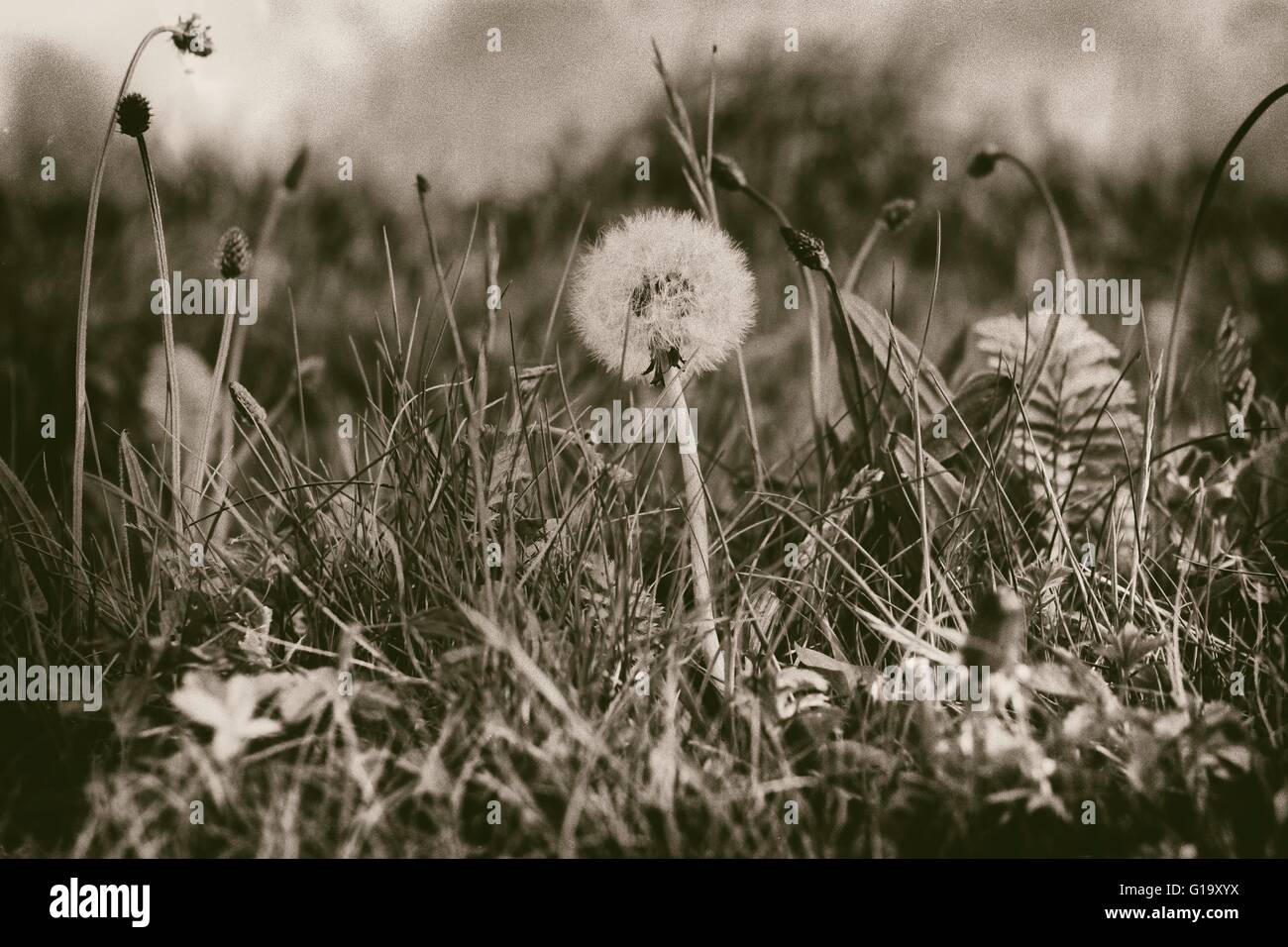 Dandeli hi-res stock photography and images - Alamy