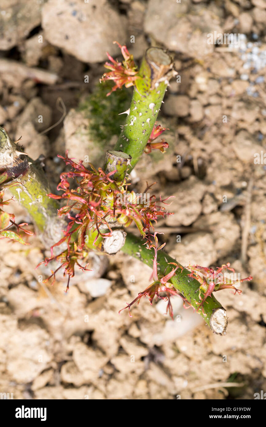 Rose bush disease pest parasite leaf garden Stock Photo - Alamy