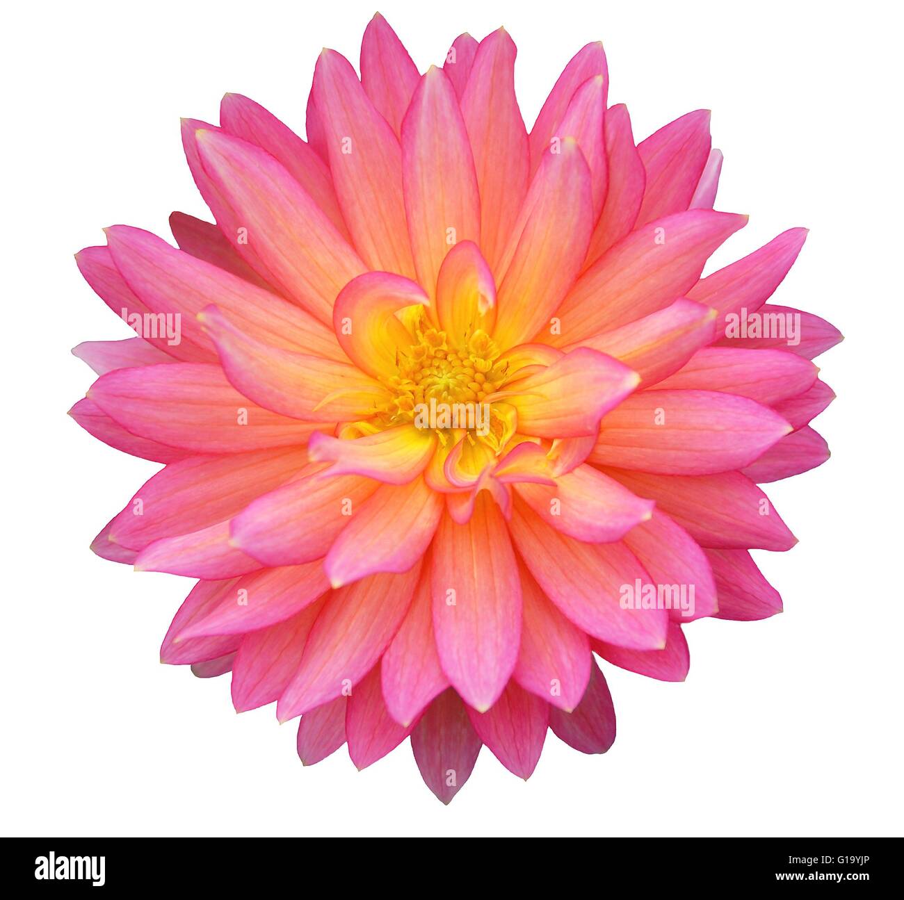 Close up dahlia pink Cut Out Stock Images & Pictures - Alamy