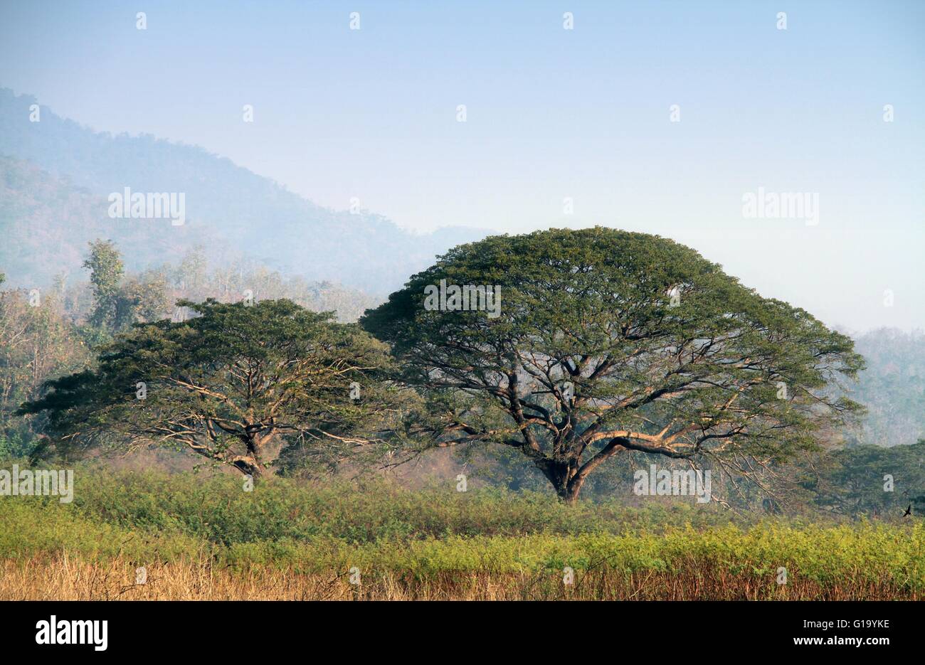 Rain and trees hi-res stock photography and images - Alamy