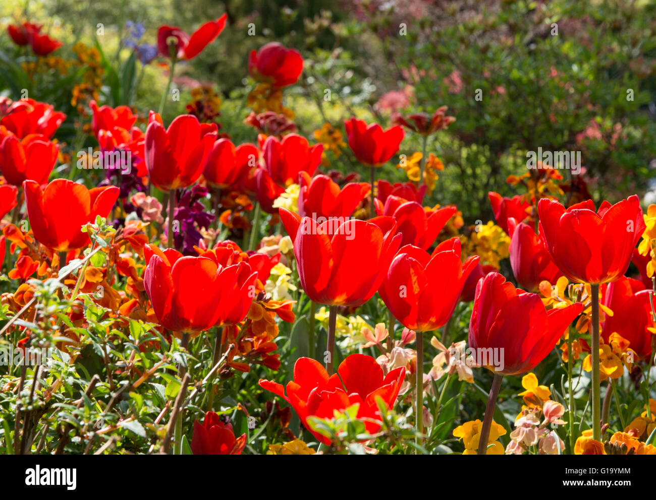 Spring colour in the Dingle garden in the Quarry at Shrewsbury in ...