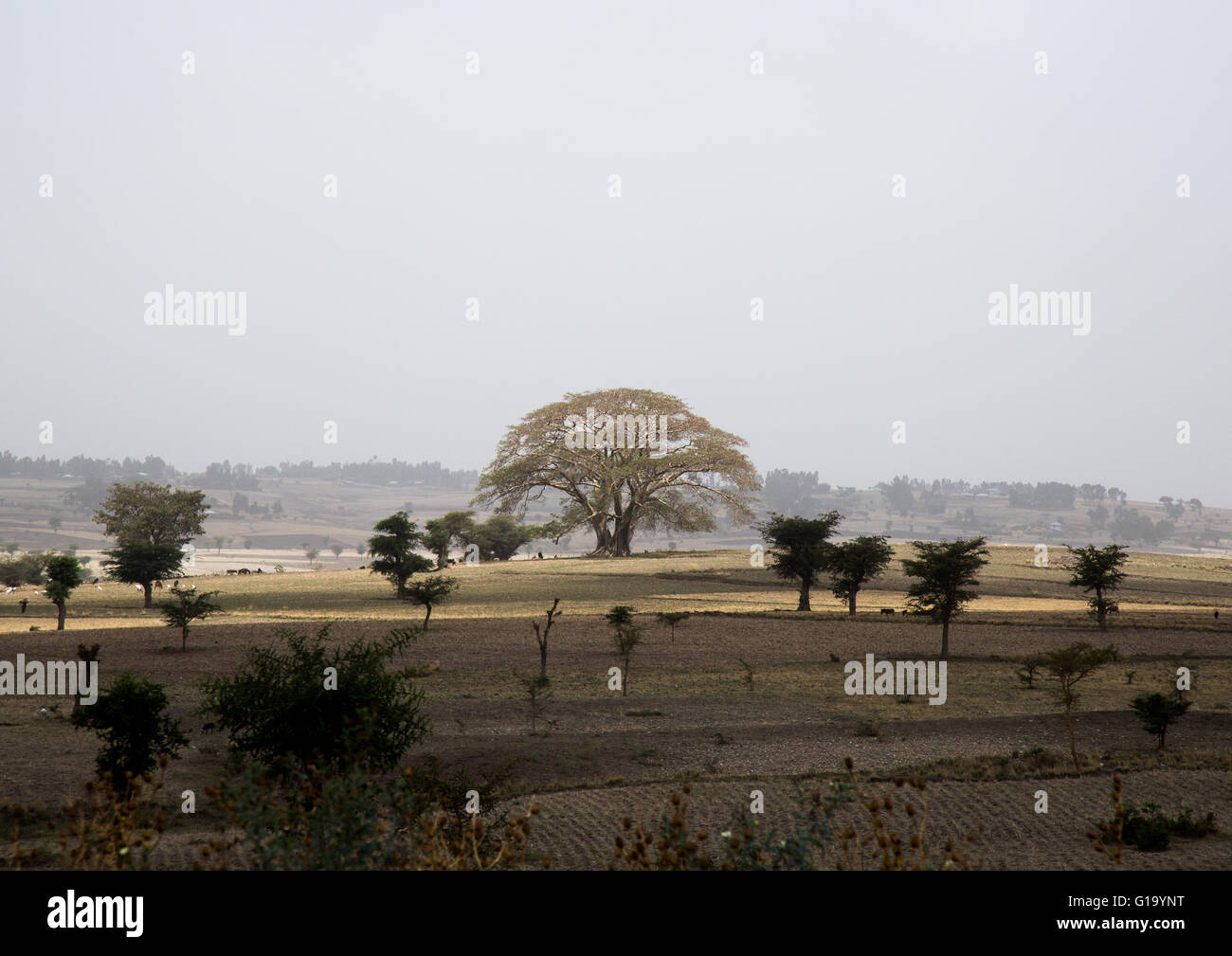 Big tree in a plain, Kembata, Alaba kuito, Ethiopia Stock Photo - Alamy