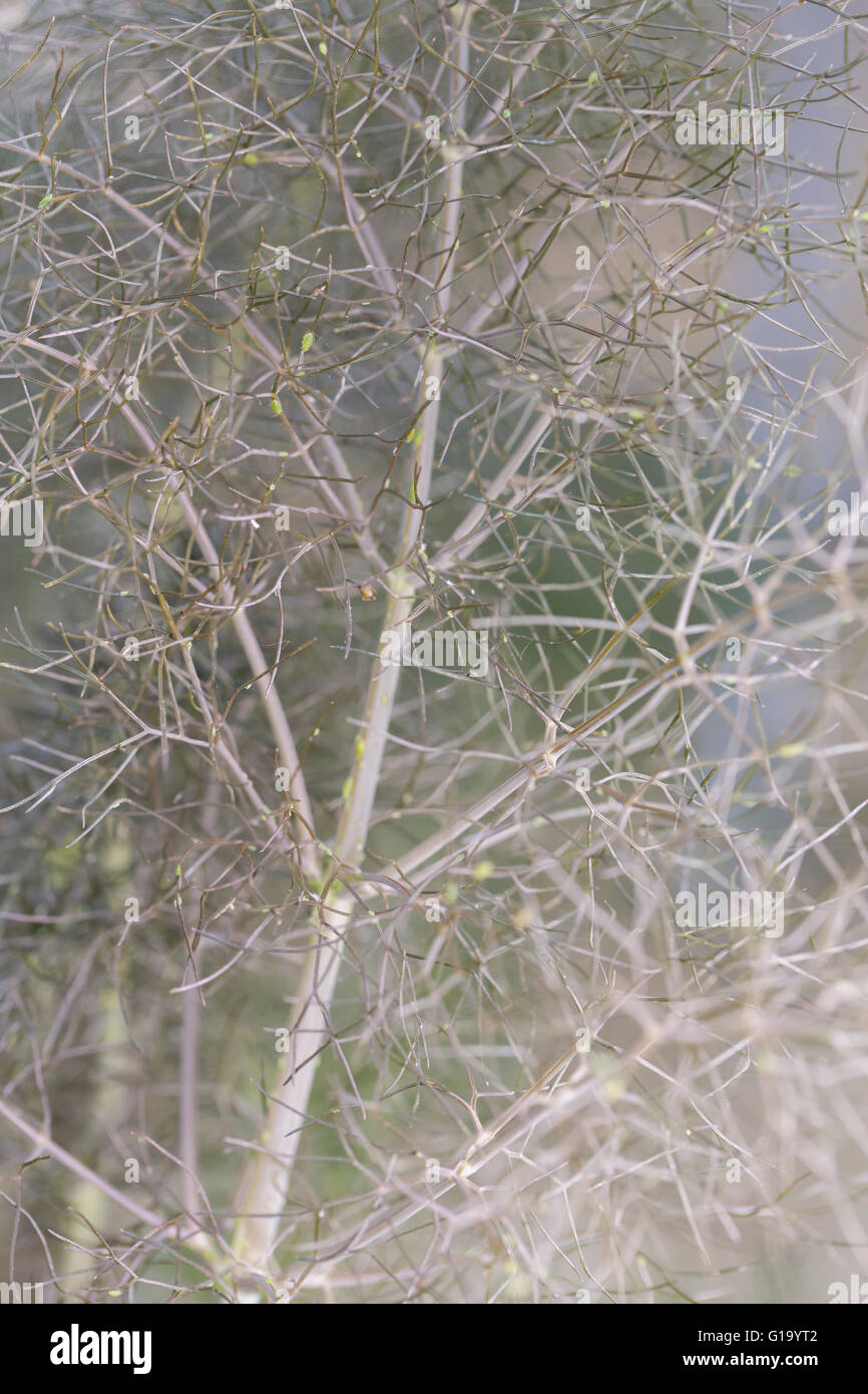 Fennel gray close-uo garden leaf leaves aromatic plant Stock Photo - Alamy