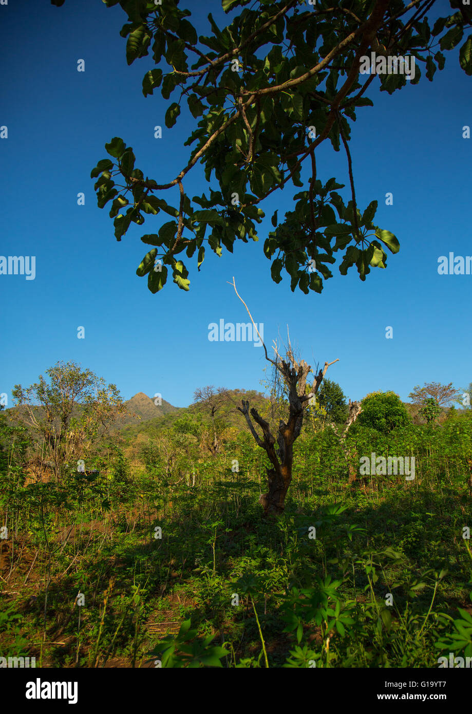 Dime tribe farm, Omo valley, Hana mursi, Ethiopia Stock Photo - Alamy