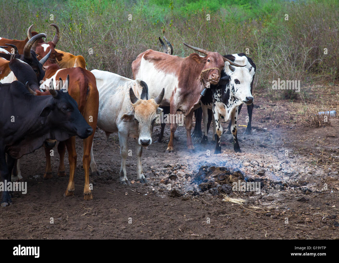Bodi tribe cows aroud a fire in the morning, Omo valley, Hana mursi ...