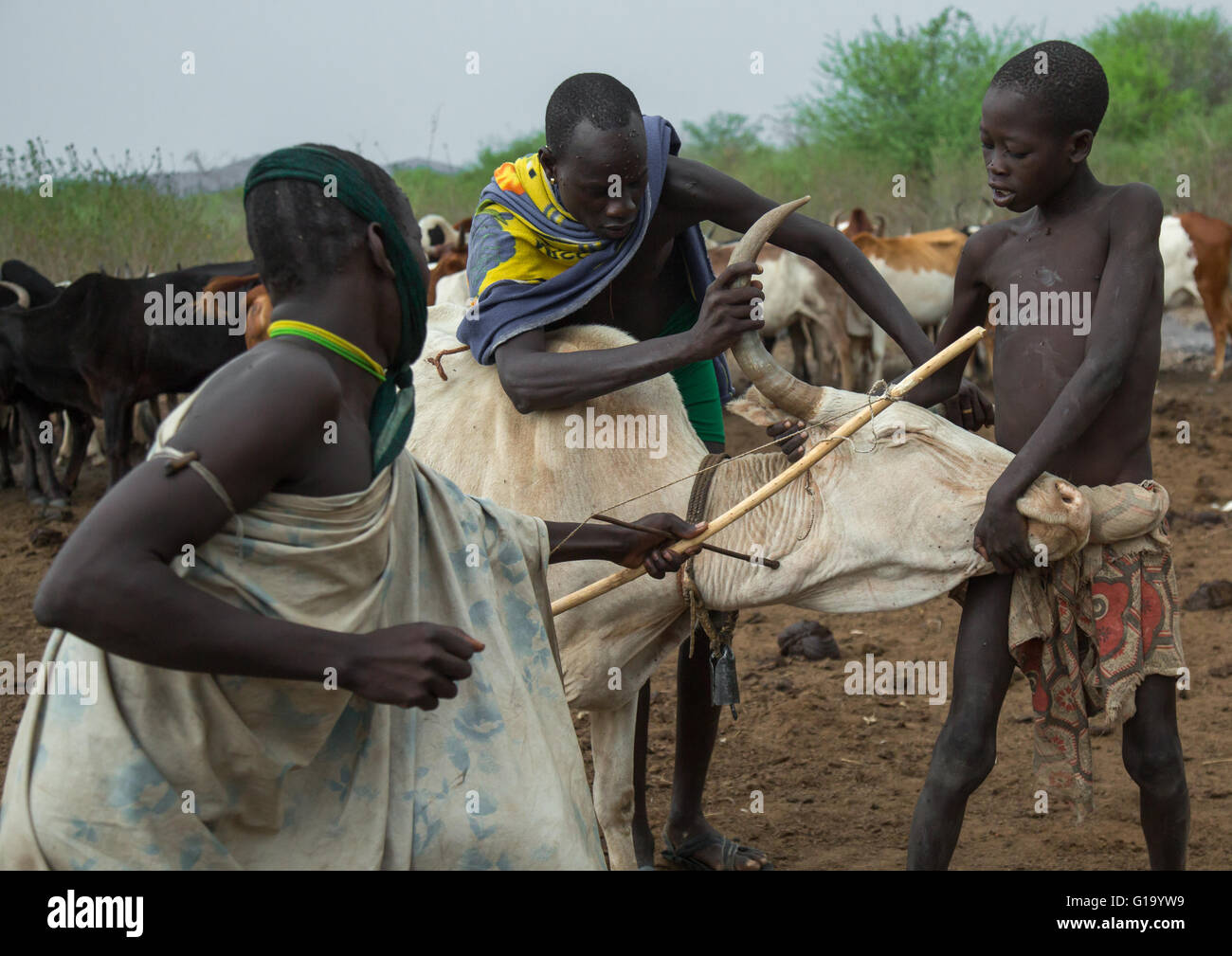 Bodi tribe men taking blood from vein in neck of cow from hole made ...