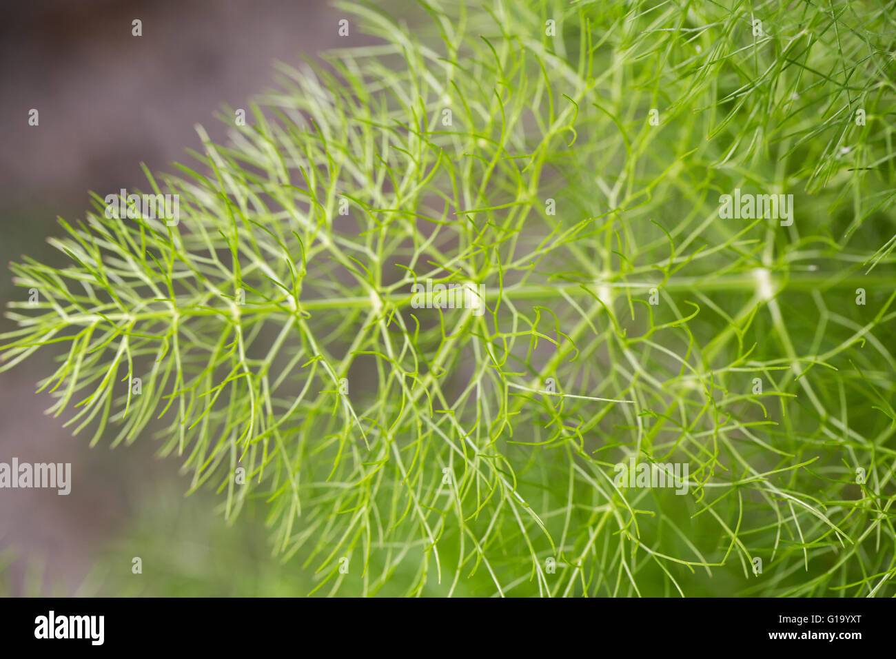 Fennel green close-uo garden leaf leaves aromatic plant Stock Photo - Alamy