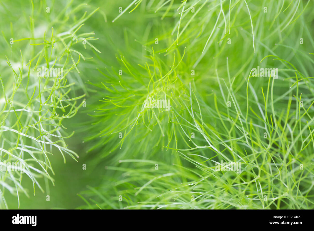 Fennel green close-uo garden leaf leaves aromatic plant Stock Photo - Alamy