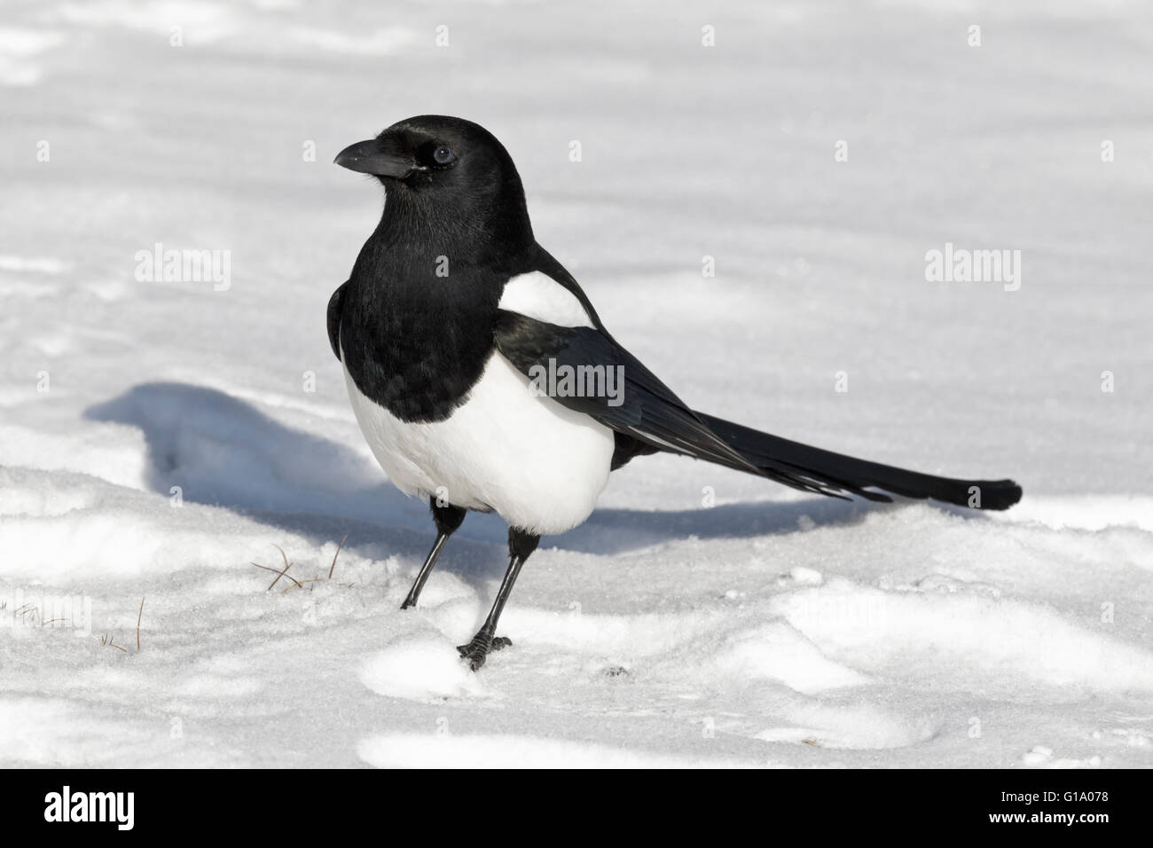 Black-billed Magpie - Pica hudsonia Stock Photo - Alamy