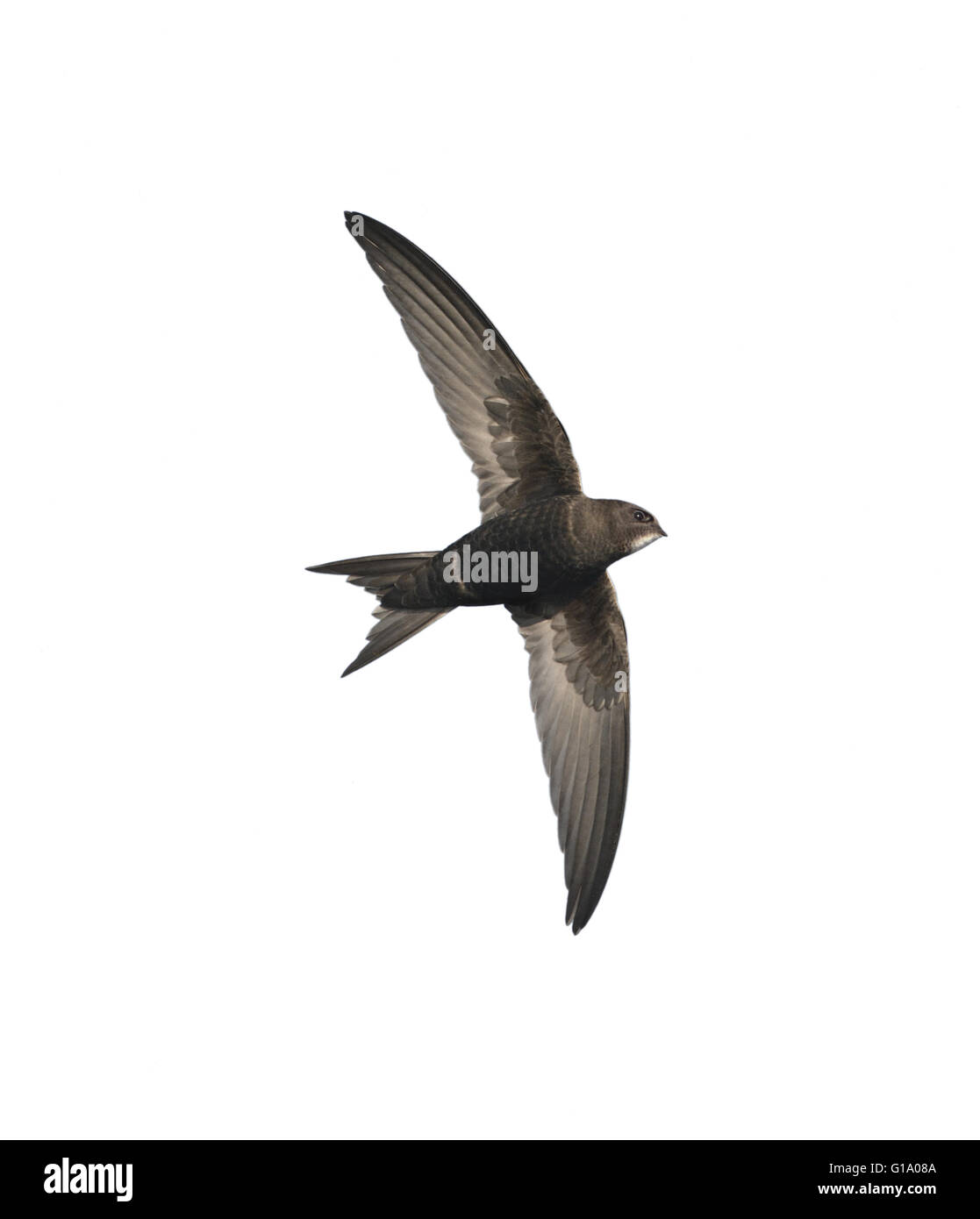 Swift - Apus apus Stock Photo - Alamy