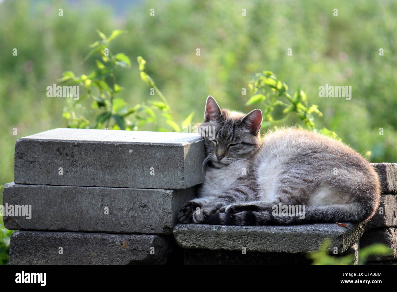 Cat sleep on a pile of rocks Stock Photo - Alamy