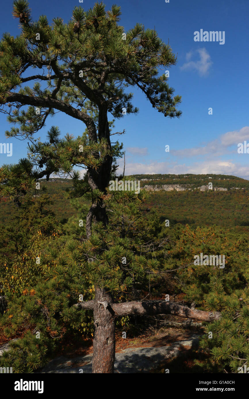 Tree and cliffs Shawangunk Mountains, The Gunks New York Stock Photo ...