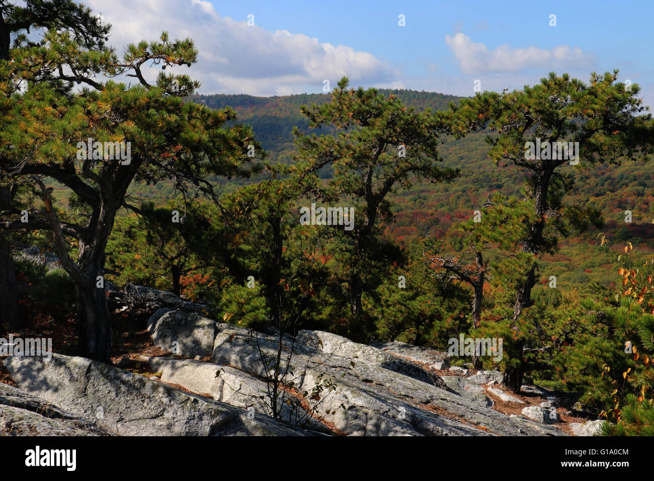 Tree and cliffs Shawangunk Mountains, The Gunks New York Stock Photo ...