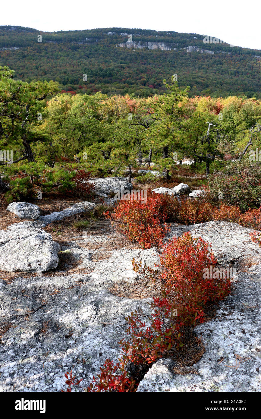 Tree and cliffs Shawangunk Mountains, The Gunks New York Stock Photo ...