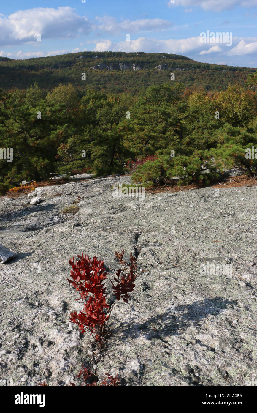 Tree and cliffs Shawangunk Mountains, The Gunks New York Stock Photo ...