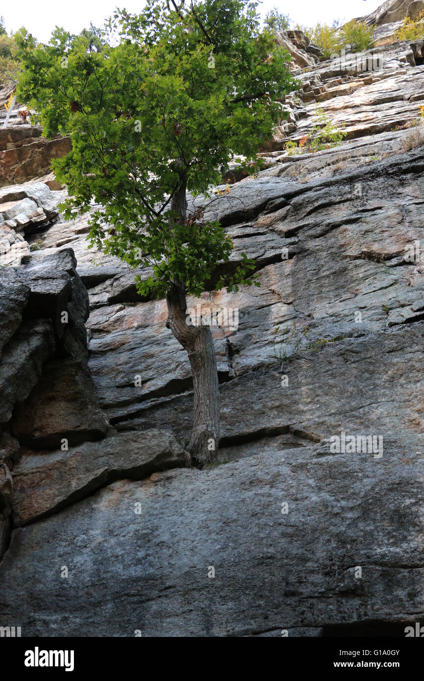 Tree and cliffs Shawangunk Mountains, The Gunks New York Stock Photo ...