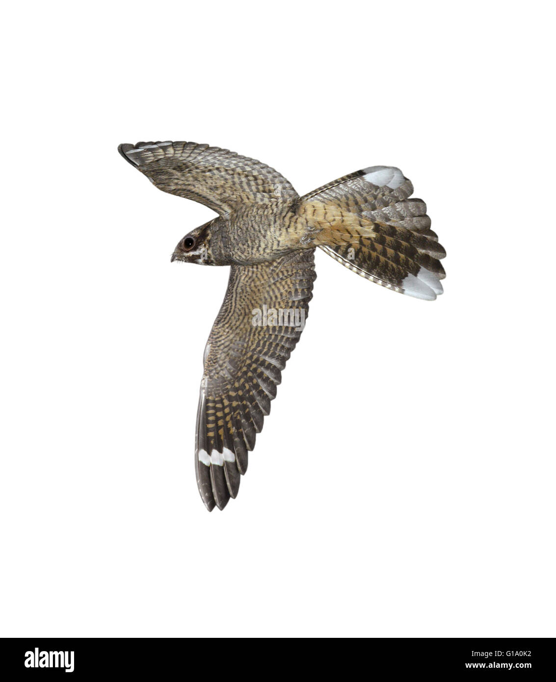 Nightjar hi-res stock photography and images - Alamy