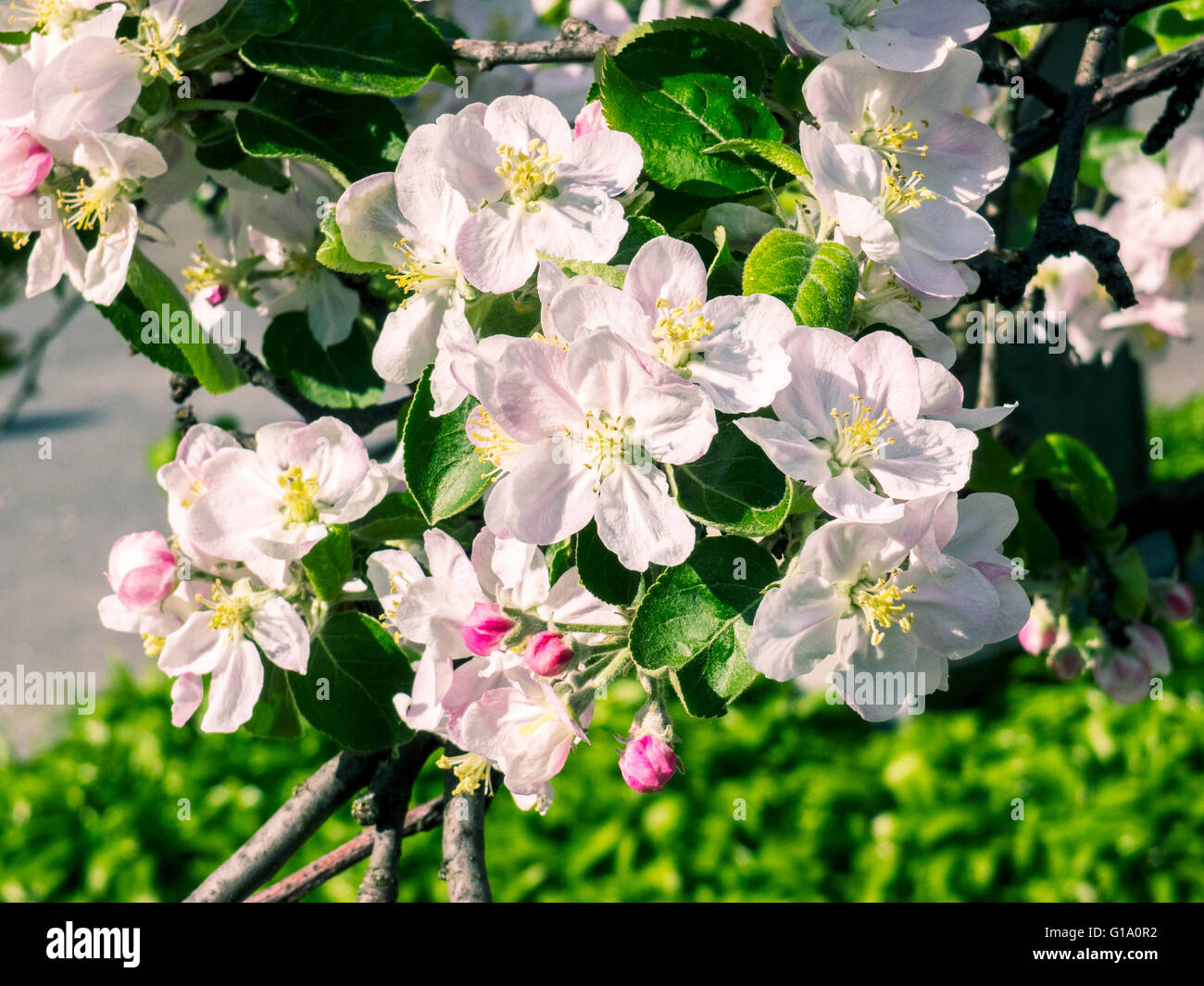 Blooming apple tree in spring time Stock Photo - Alamy