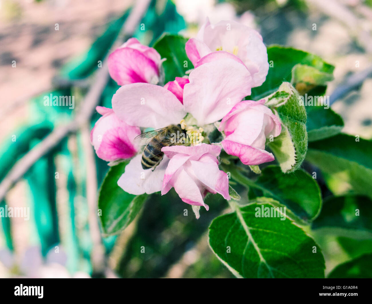 Blooming apple tree in spring time Stock Photo - Alamy