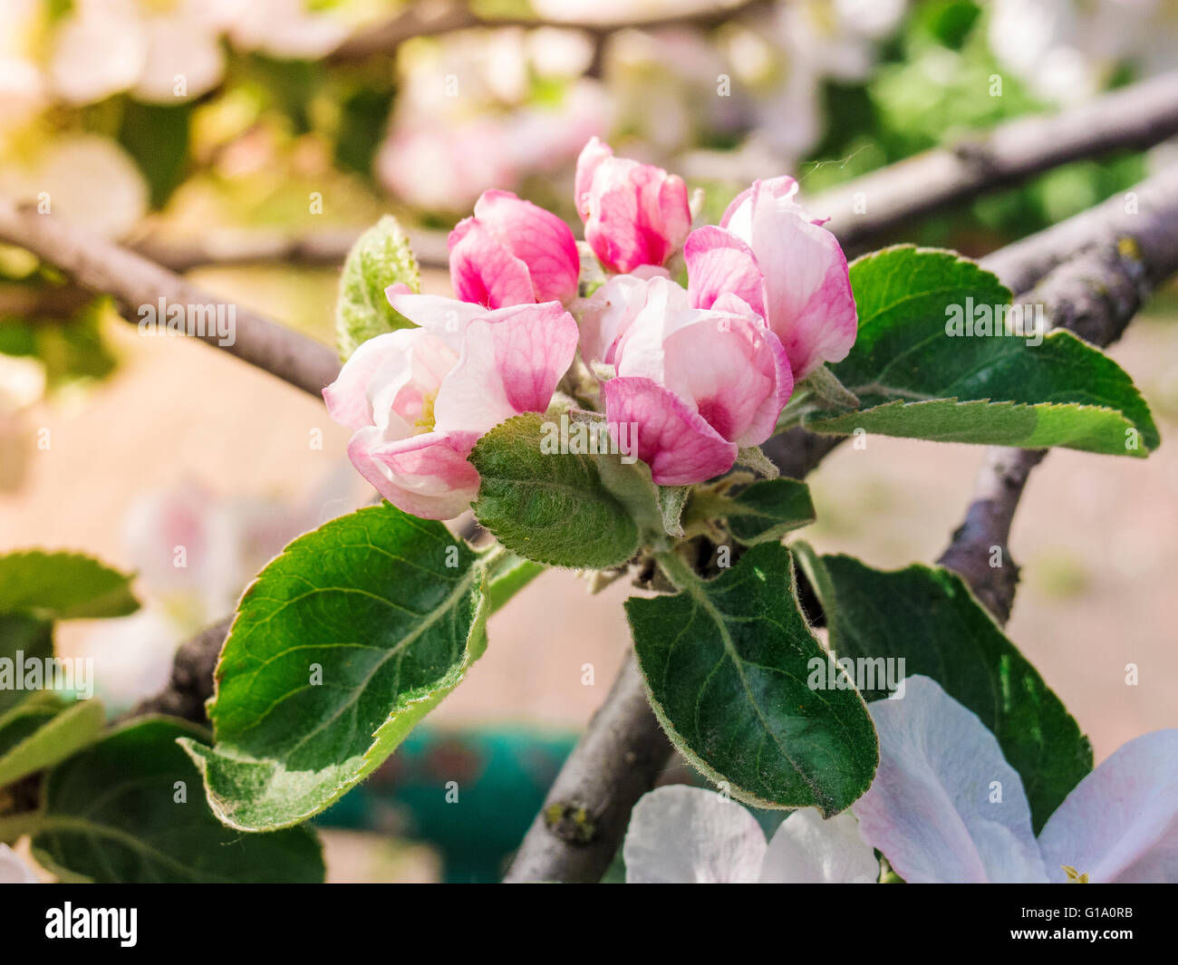 Blooming apple tree hi-res stock photography and images - Alamy