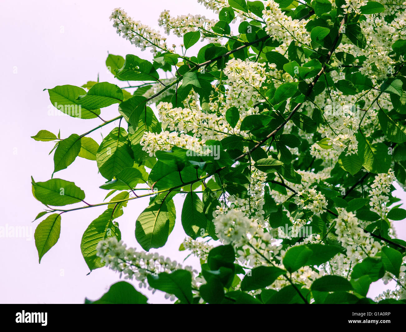 Bird cherry branch on the street Stock Photo - Alamy