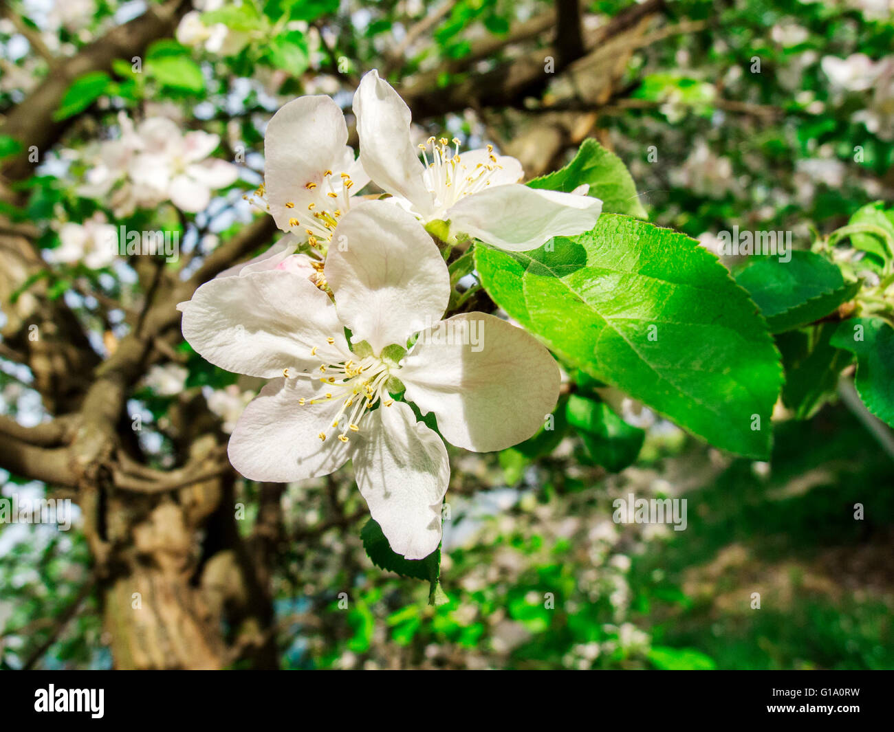 Blooming apple tree in spring time Stock Photo - Alamy