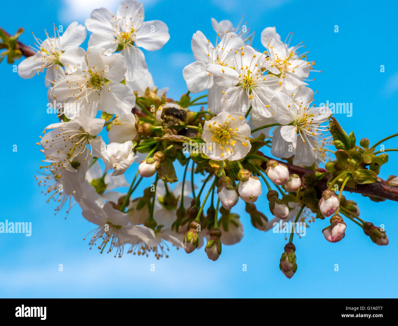 Spring flowers on cherry tree hi-res stock photography and images - Alamy