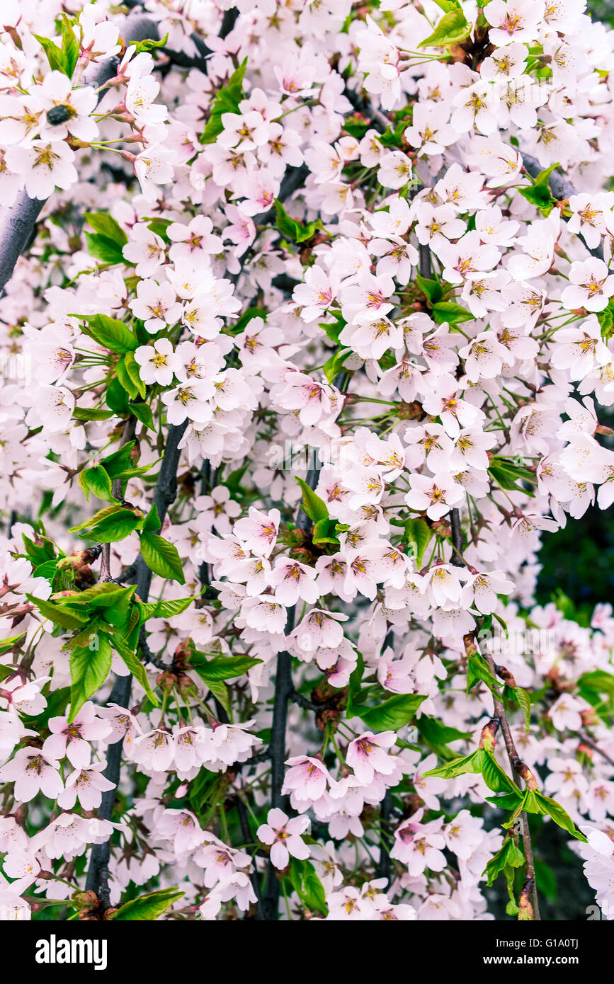 Closeup beauty of tree hi-res stock photography and images - Alamy