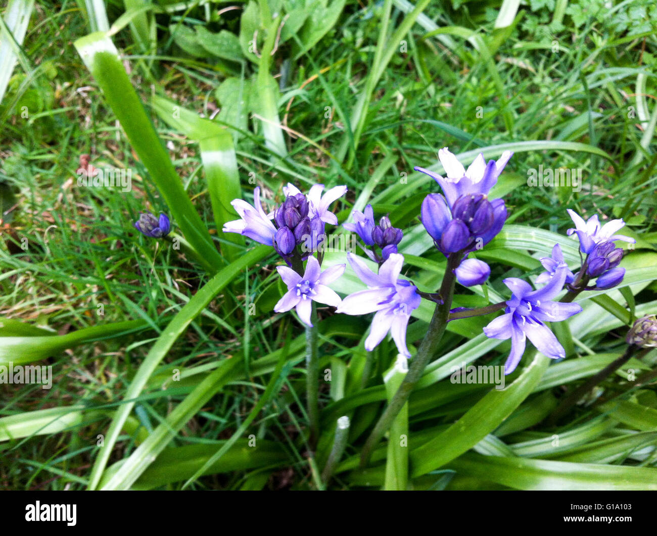 Bluebells,Pink Bells, Trees, Woodland Stock Photo - Alamy