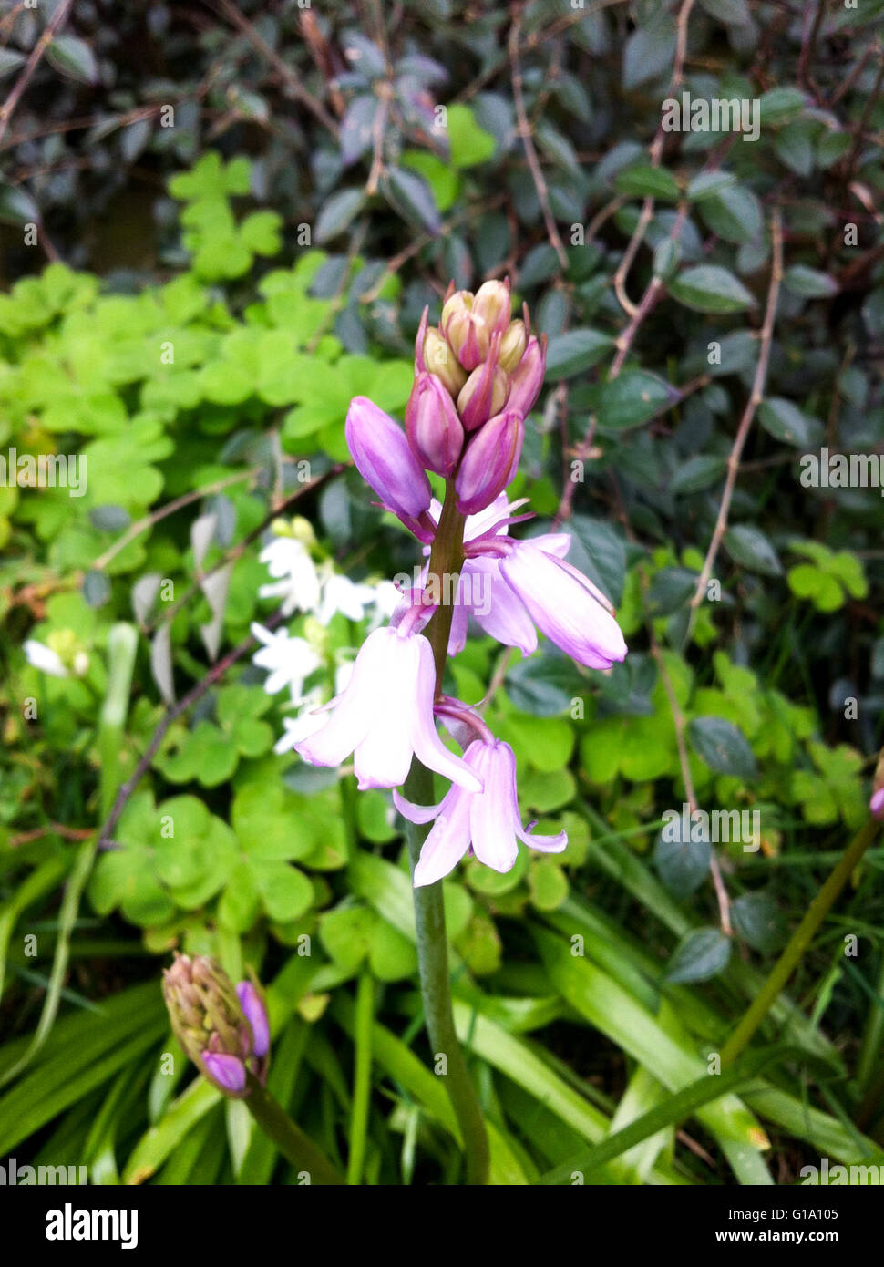 Bluebells,Pink Bells, Trees, Woodland Stock Photo - Alamy
