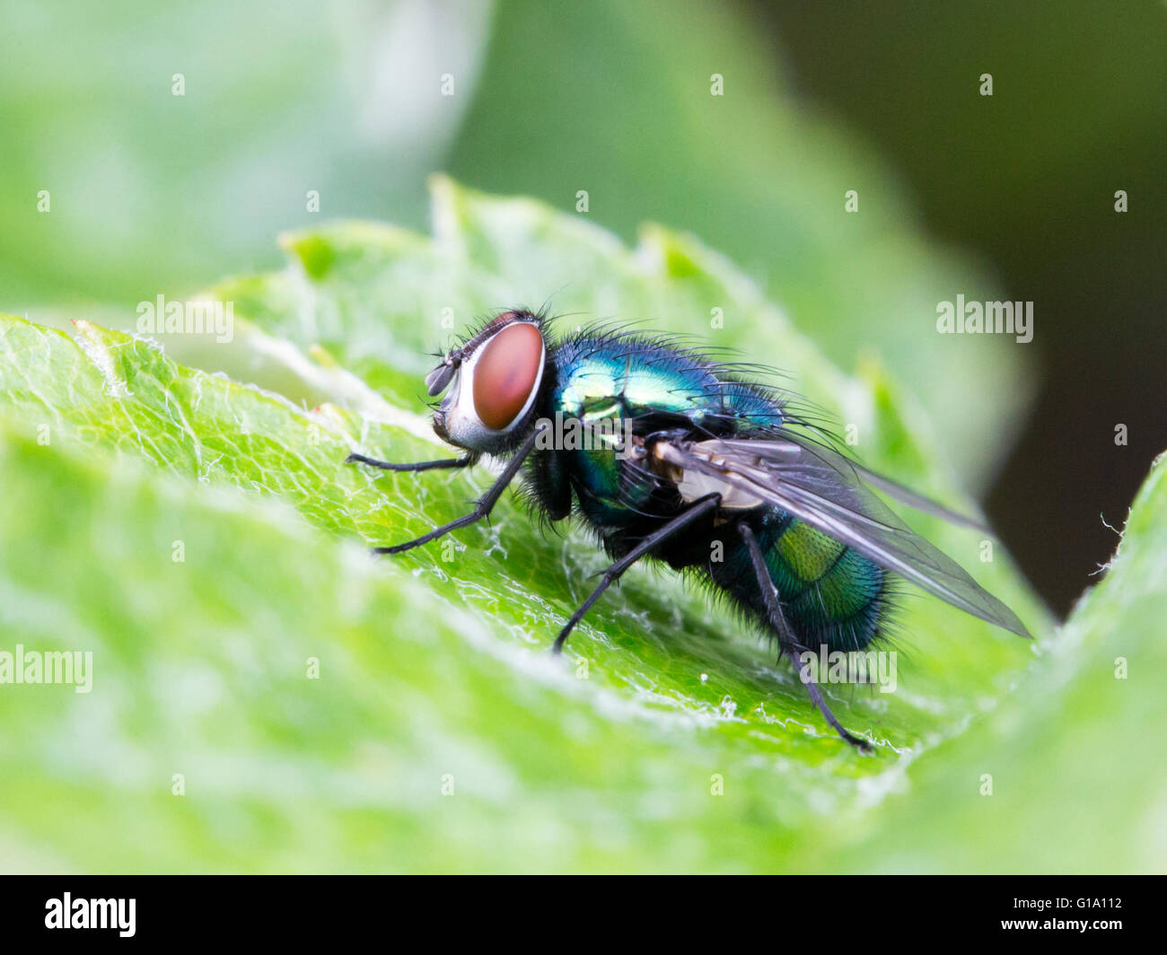 The Common Green Bottle Fly (Lucilia sericata Stock Photo - Alamy