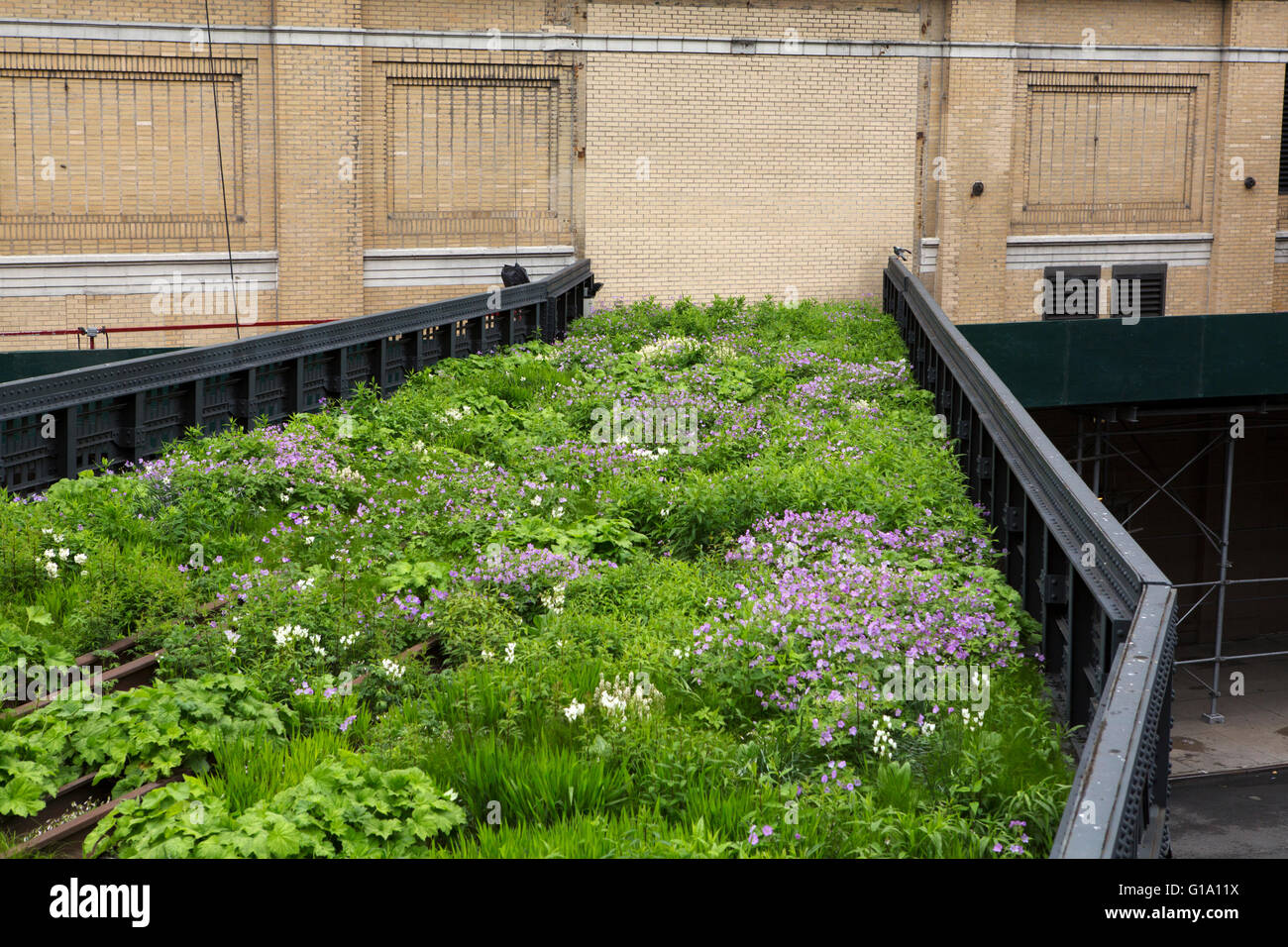 An overgrown section of the High Line, at the Northern Spur Preserve ...