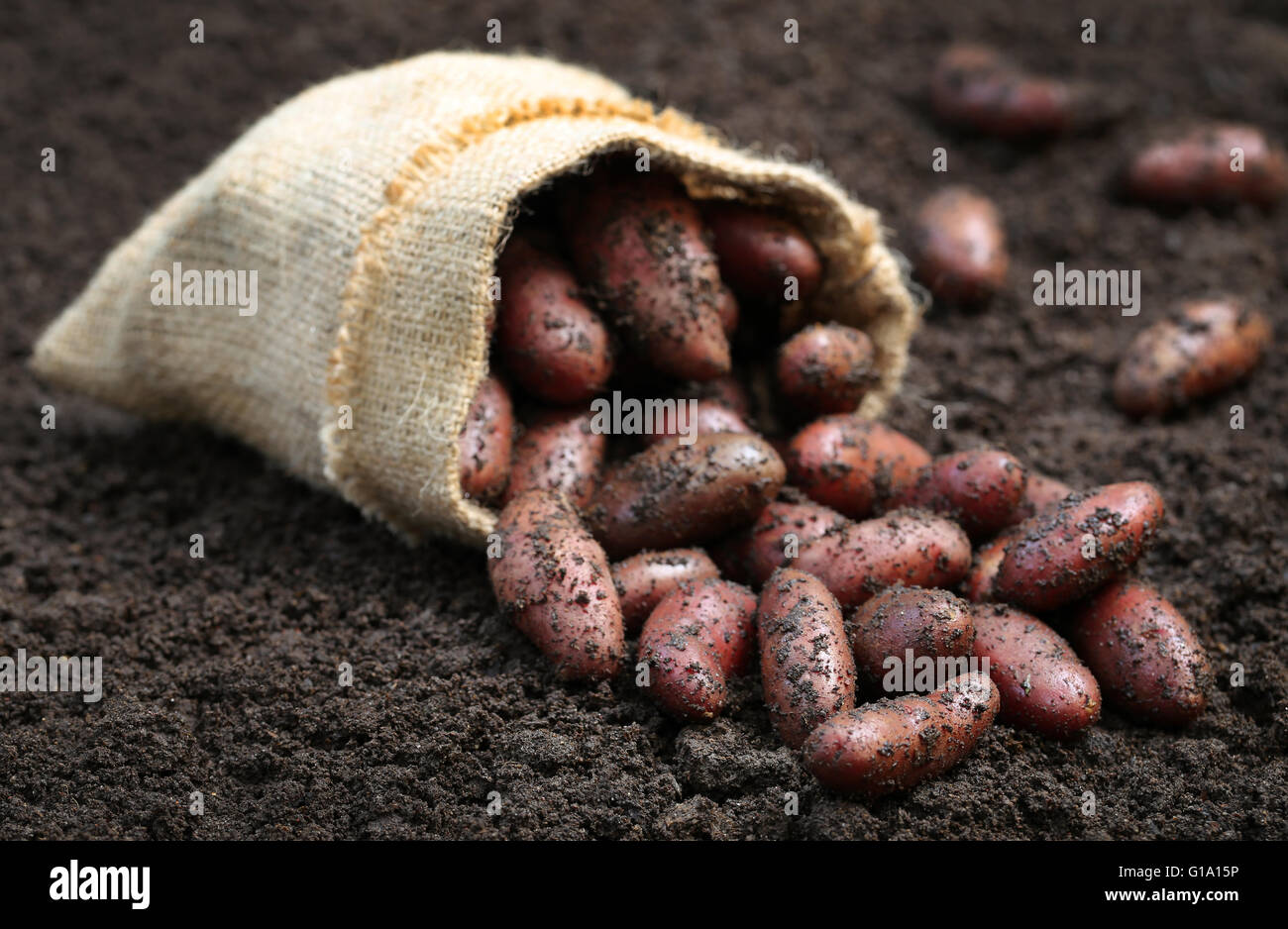 Red potatoes sack hi-res stock photography and images - Alamy