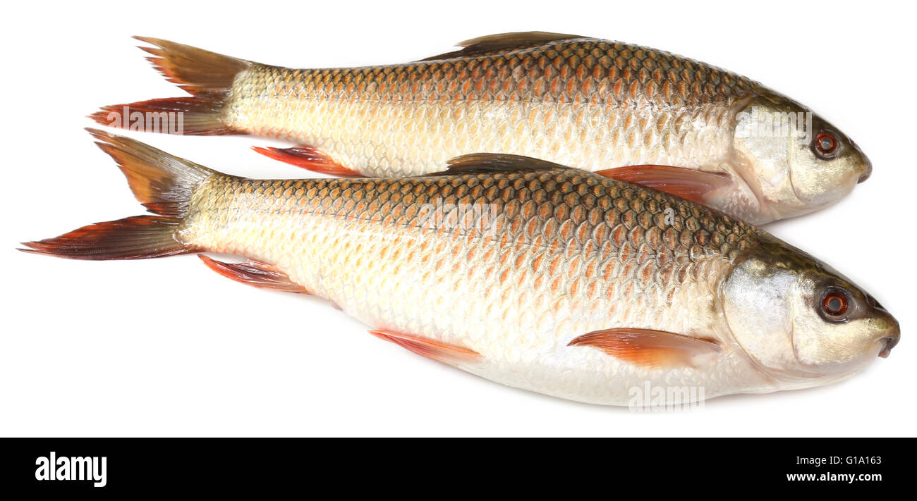 Labeo rohita hi-res stock photography and images - Alamy