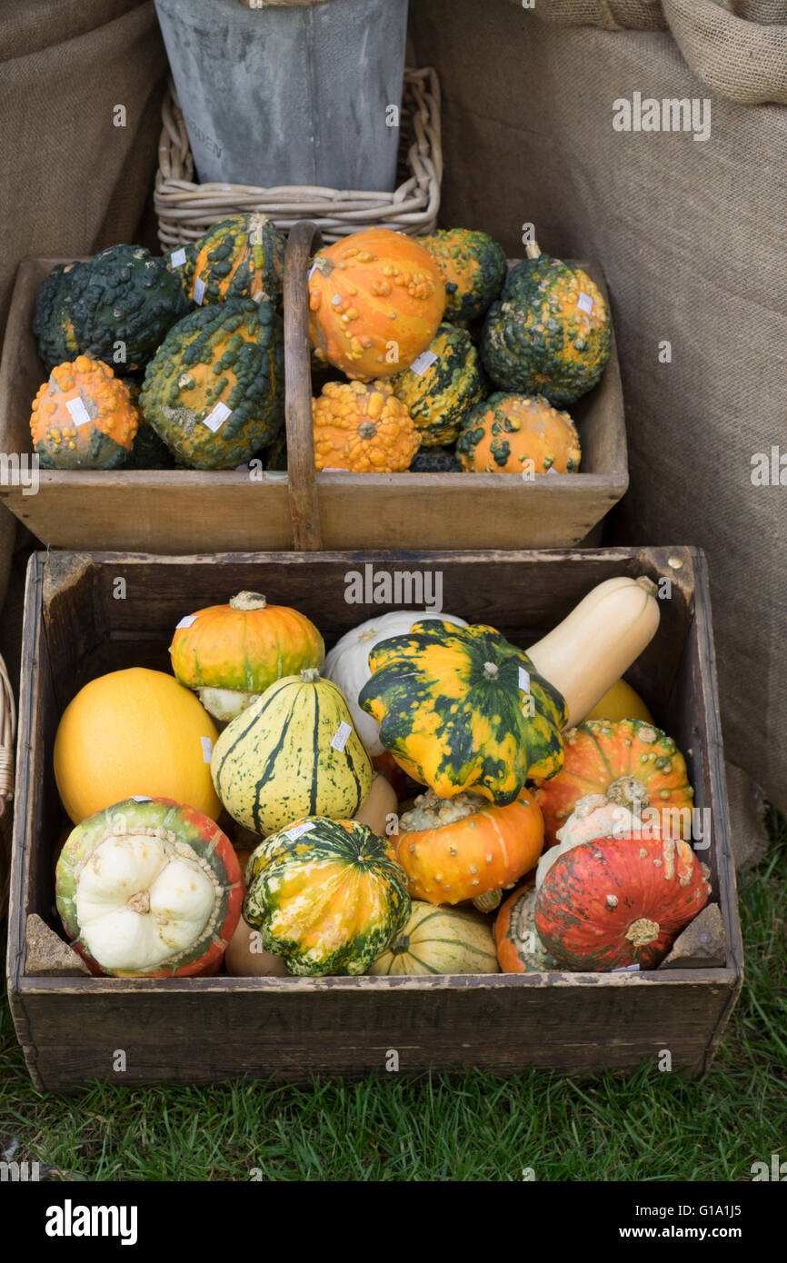 Squash for sale in a wooden box Stock Photo - Alamy