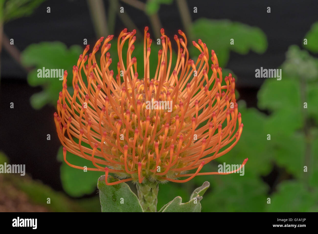 Pincushions Leucospermum High Resolution Stock Photography and Images ...