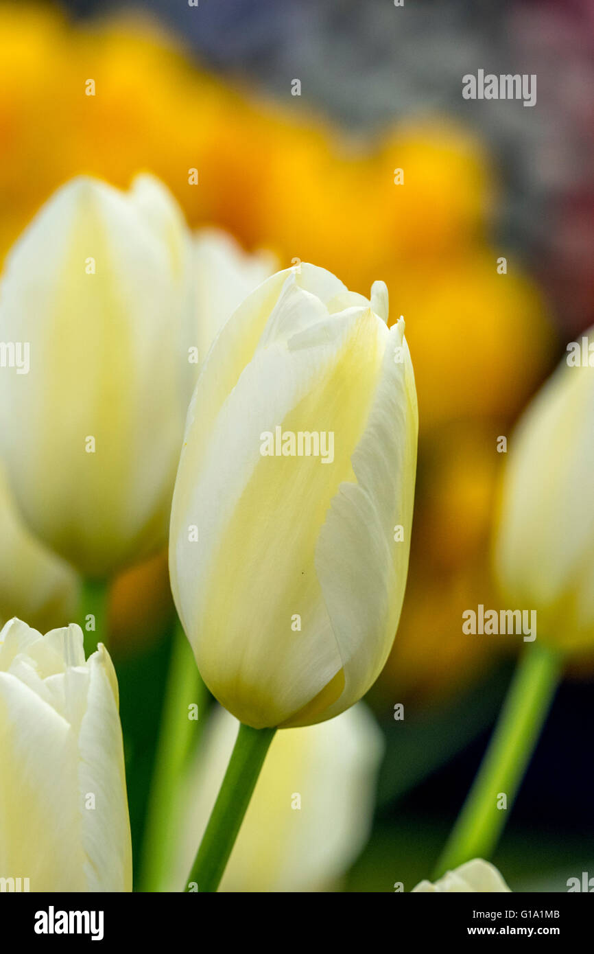 Pale yellow tulip hi-res stock photography and images - Alamy