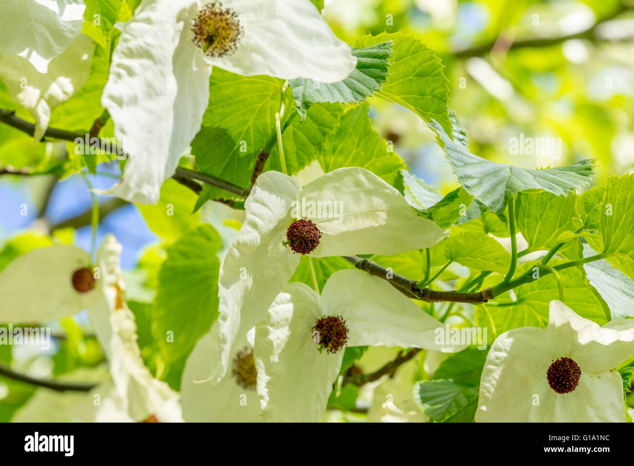 DAVIDIA INVOLUCRATA, THE DOVE-TREE, HANDKERCHIEF TREE, POCKET ...