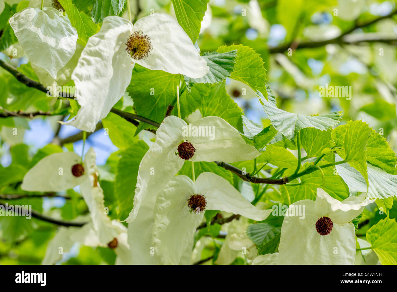 Davidia involucrata dove tree handkerchief tree hi-res stock ...