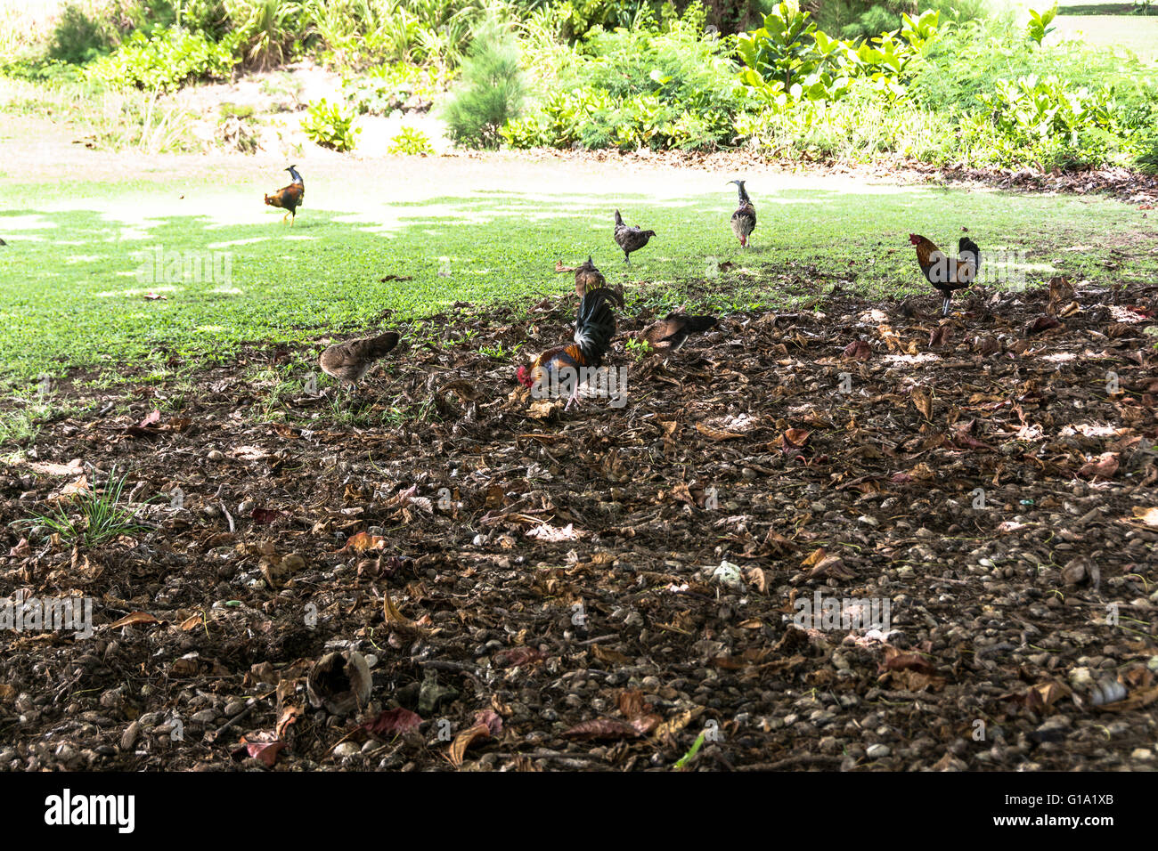 Wild chickens hi-res stock photography and images - Alamy