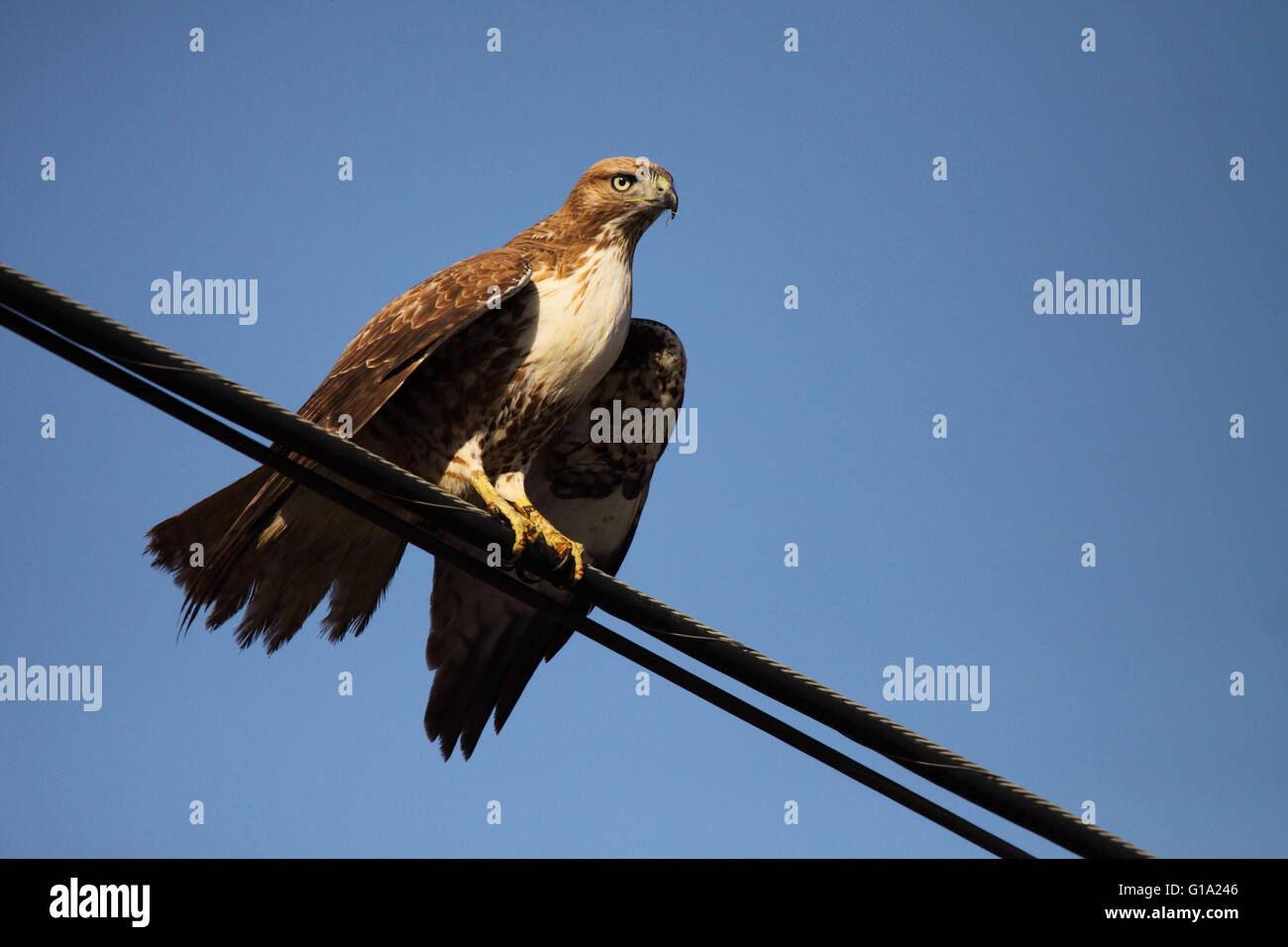 A Red-tailed Hawk prepared to fly Stock Photo - Alamy