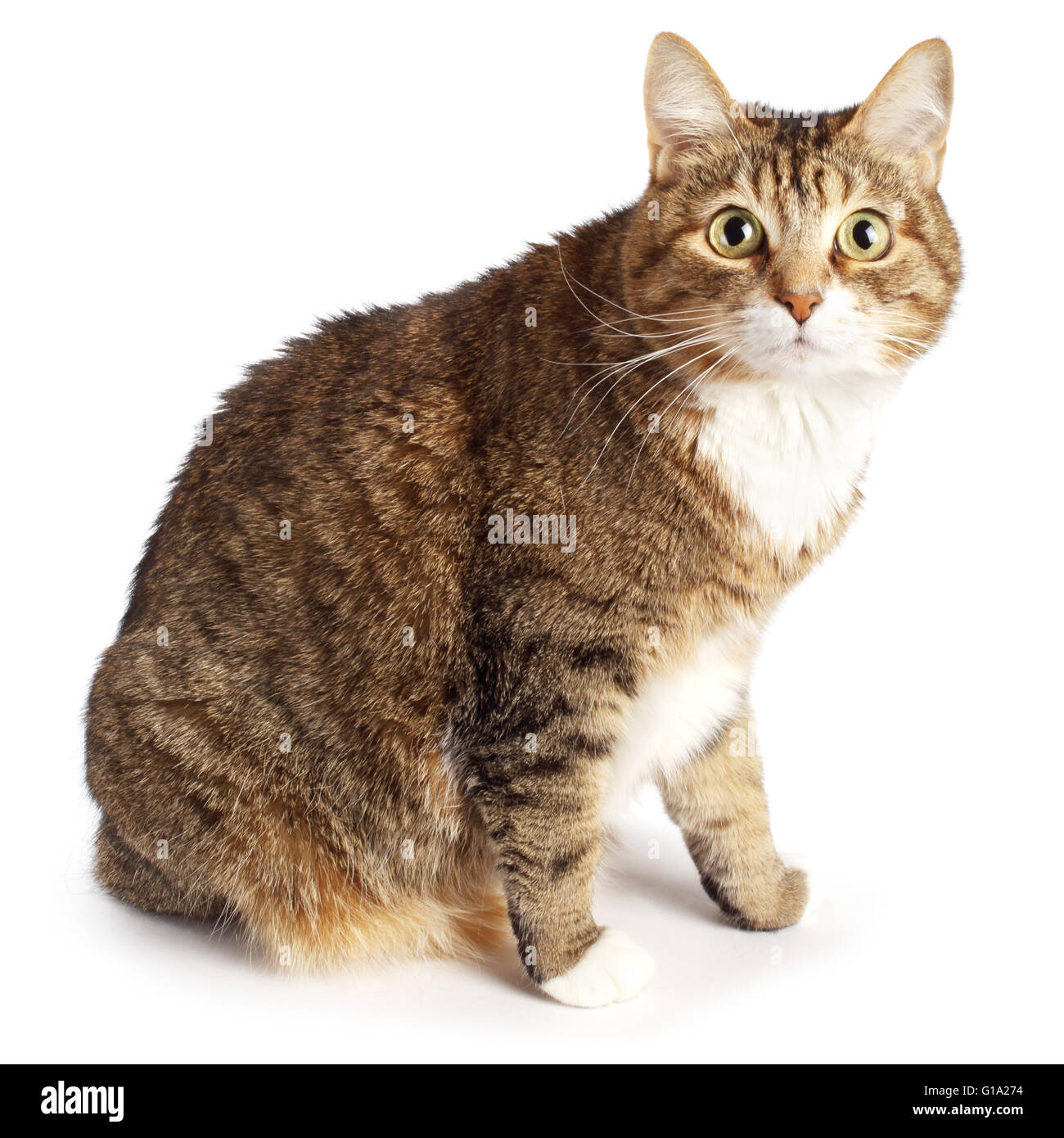 Cat isolated on white background close up Stock Photo - Alamy