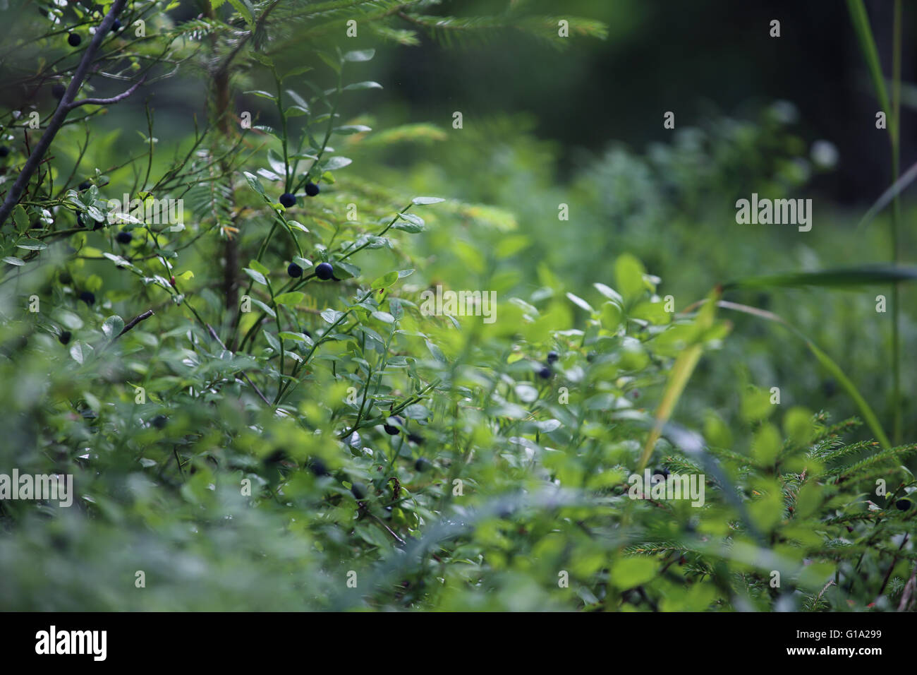 Little wild bush of ripe blueberry in forest Stock Photo - Alamy