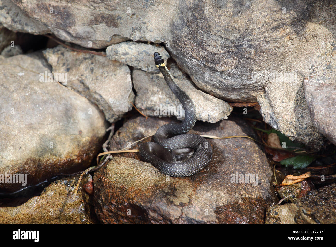 Grass snake lying on a stone near the water Stock Photo - Alamy