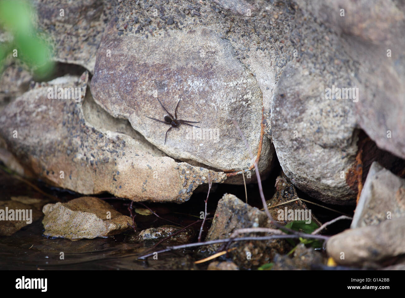 Stone spider hi-res stock photography and images - Alamy