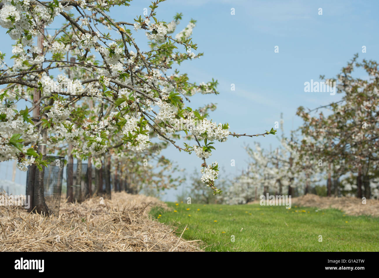 Prunus avium. Sweet cherry sunburst tree in blossom in an orchard at ...