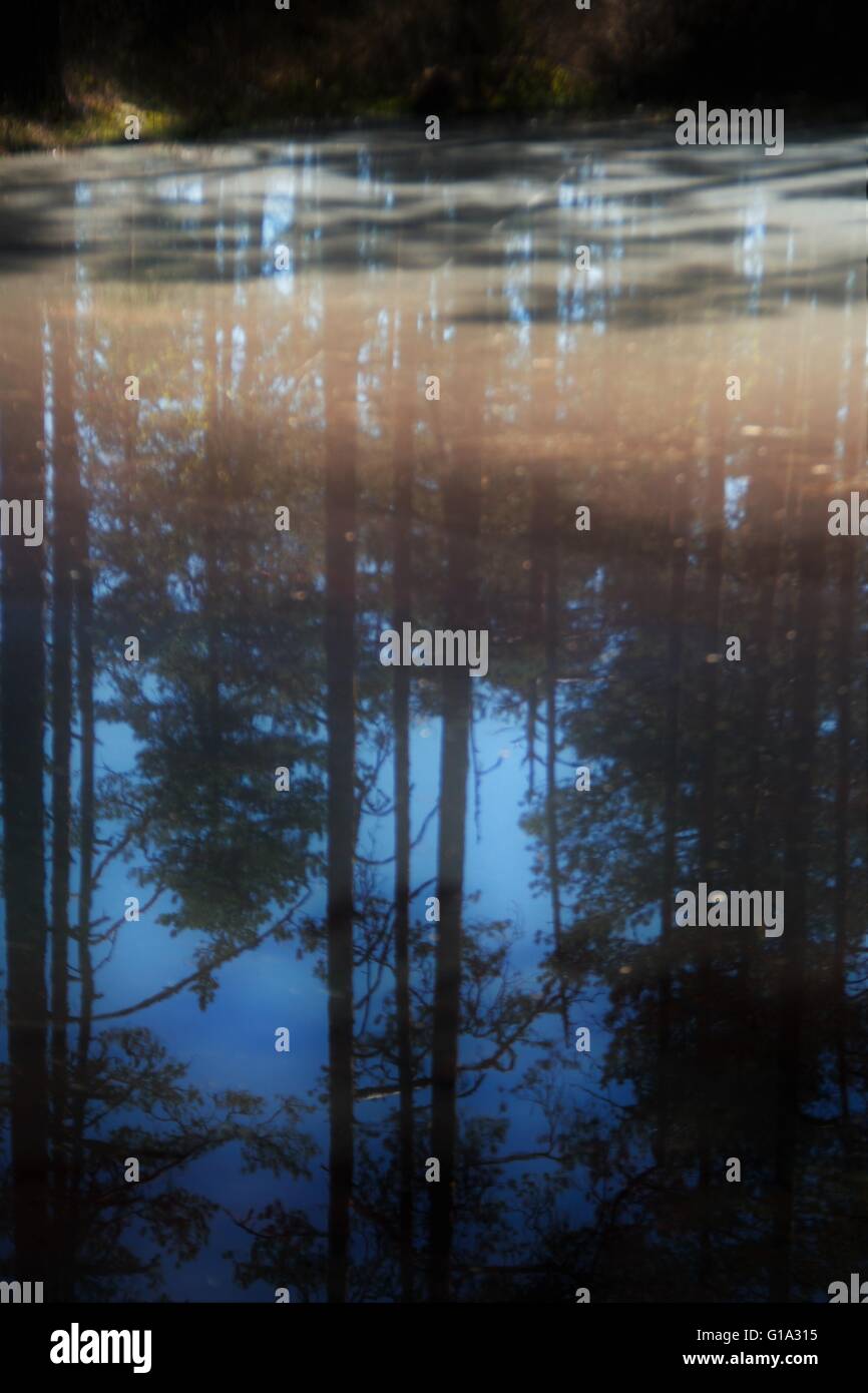 Bog swimming hi-res stock photography and images - Alamy