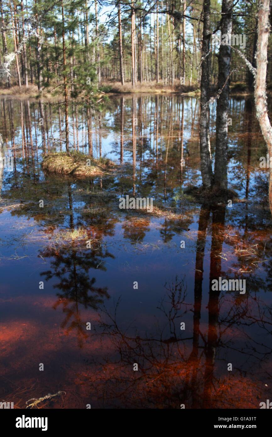 Viru bog nature trail Stock Photo - Alamy